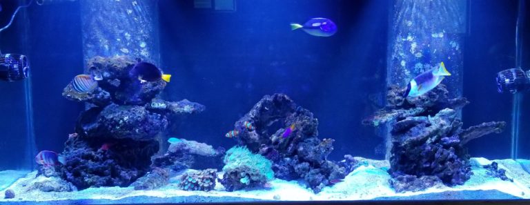210 Gallon Aqueon Big Fish Mixed Reef Tank – ReefSump.com