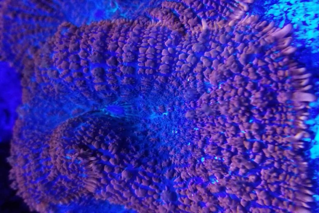 How to Make a Mushroom Coral Frag Box – ReefSump.com