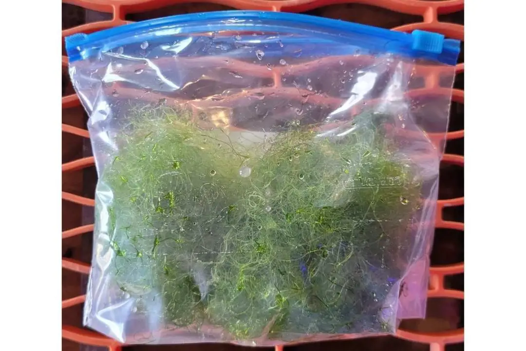 How to Pack and Ship Chaeto – ReefSump.com